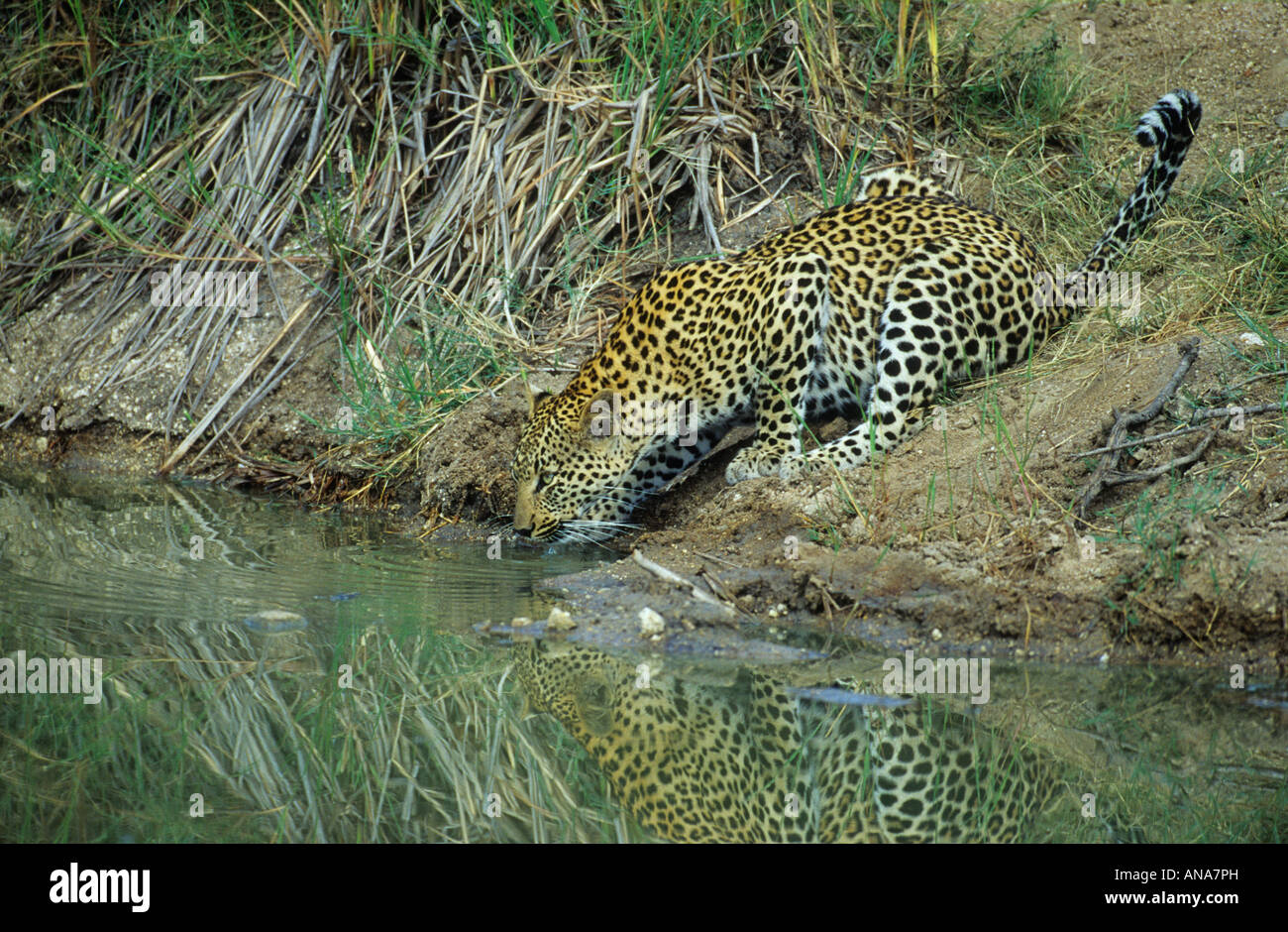 Leopard drinking (Panthera pardus Stock Photo - Alamy