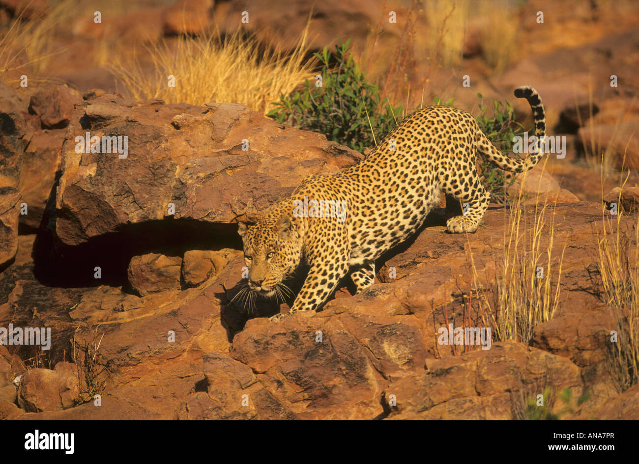 Leopard stalking amid red rocks (Panthera pardus Stock Photo - Alamy