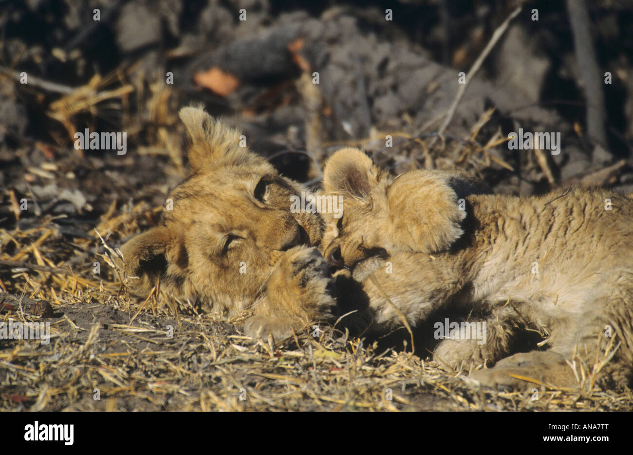 Lion and cubs hug hi-res stock photography and images - Alamy