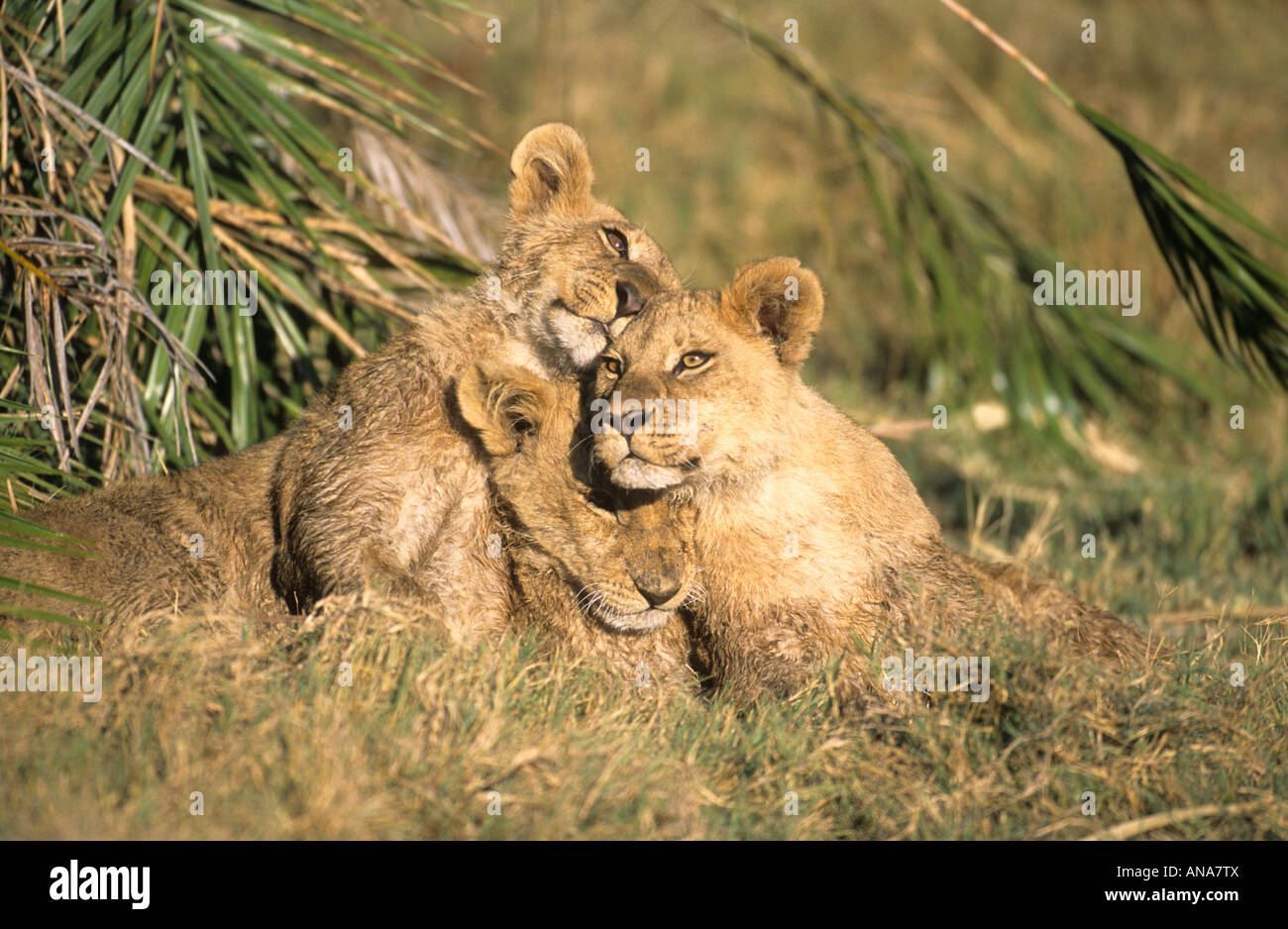 Lion being affectionate (Panthera leo Stock Photo - Alamy