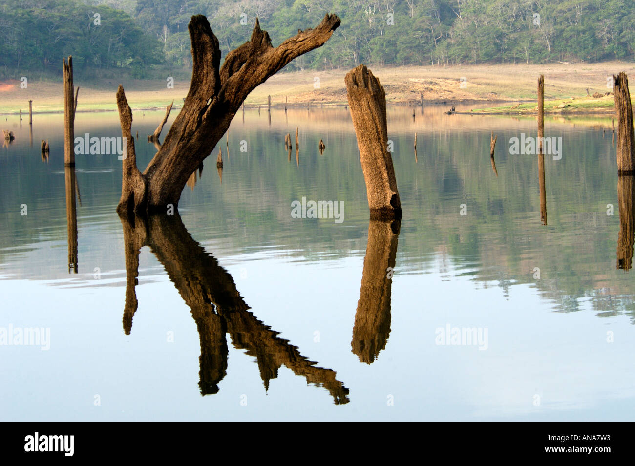 DEAD TREES OF PERIYAR LAKE Stock Photo - Alamy
