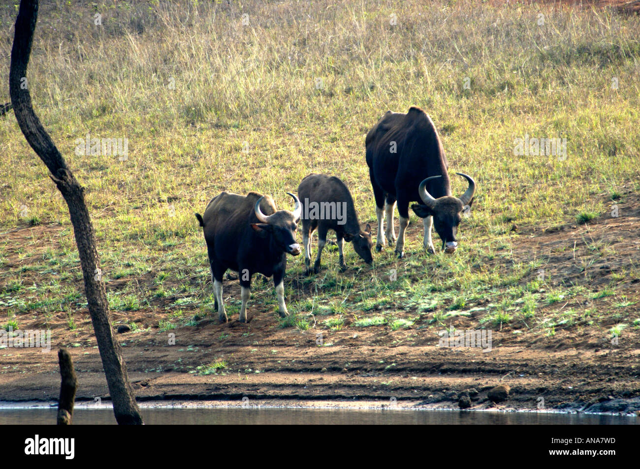 WILD GAURS OF PERIYAR TIGER RESERVE, THEKKADY Stock Photo - Alamy