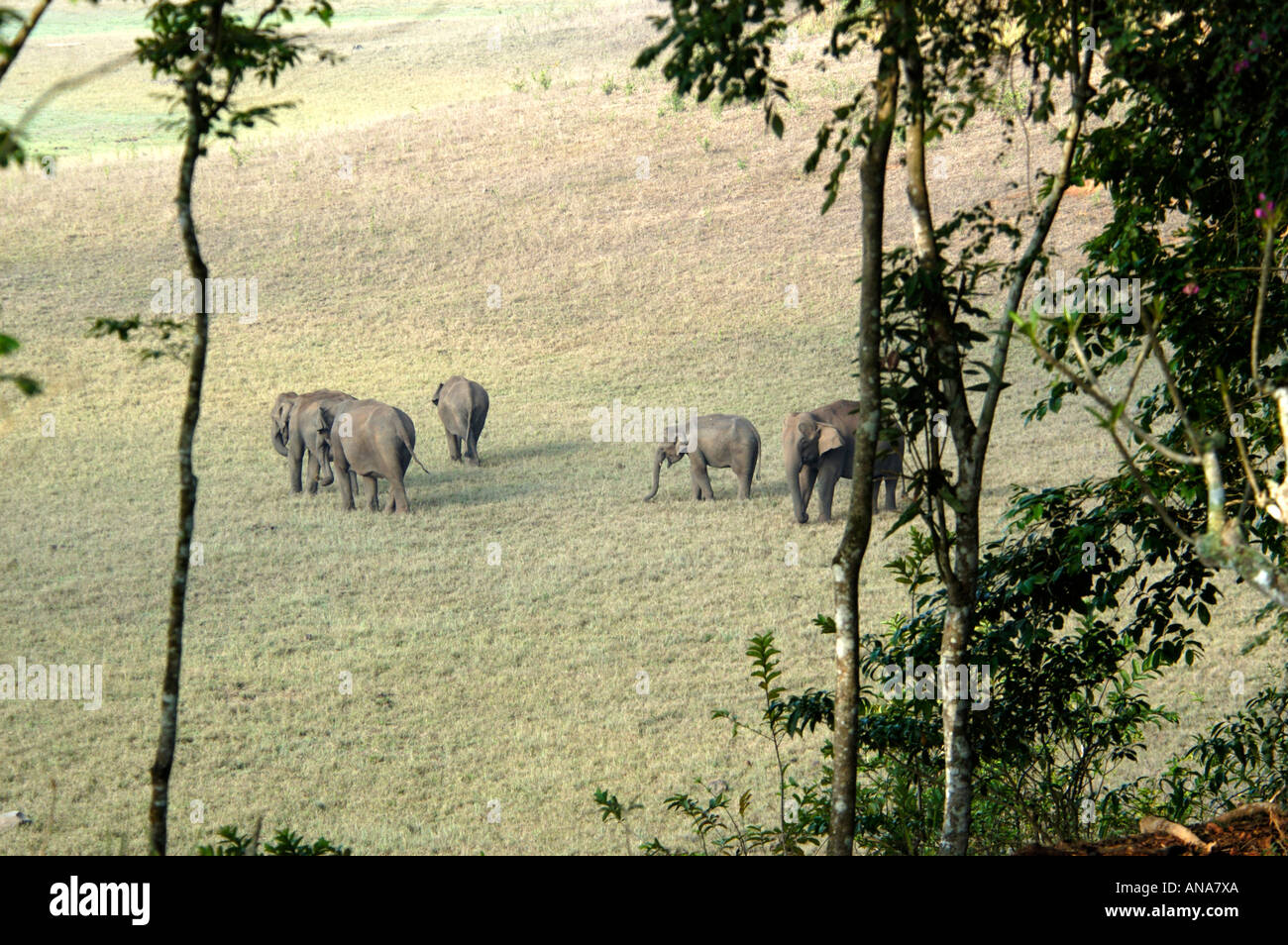WILD ELEPHANTS GRAZING, PERIYAR TIGER RESERVE, THEKKADY Stock Photo - Alamy