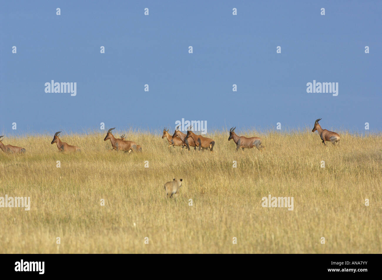 A herd of Topi running away from a lioness (Panthera leo) on the hunt ...
