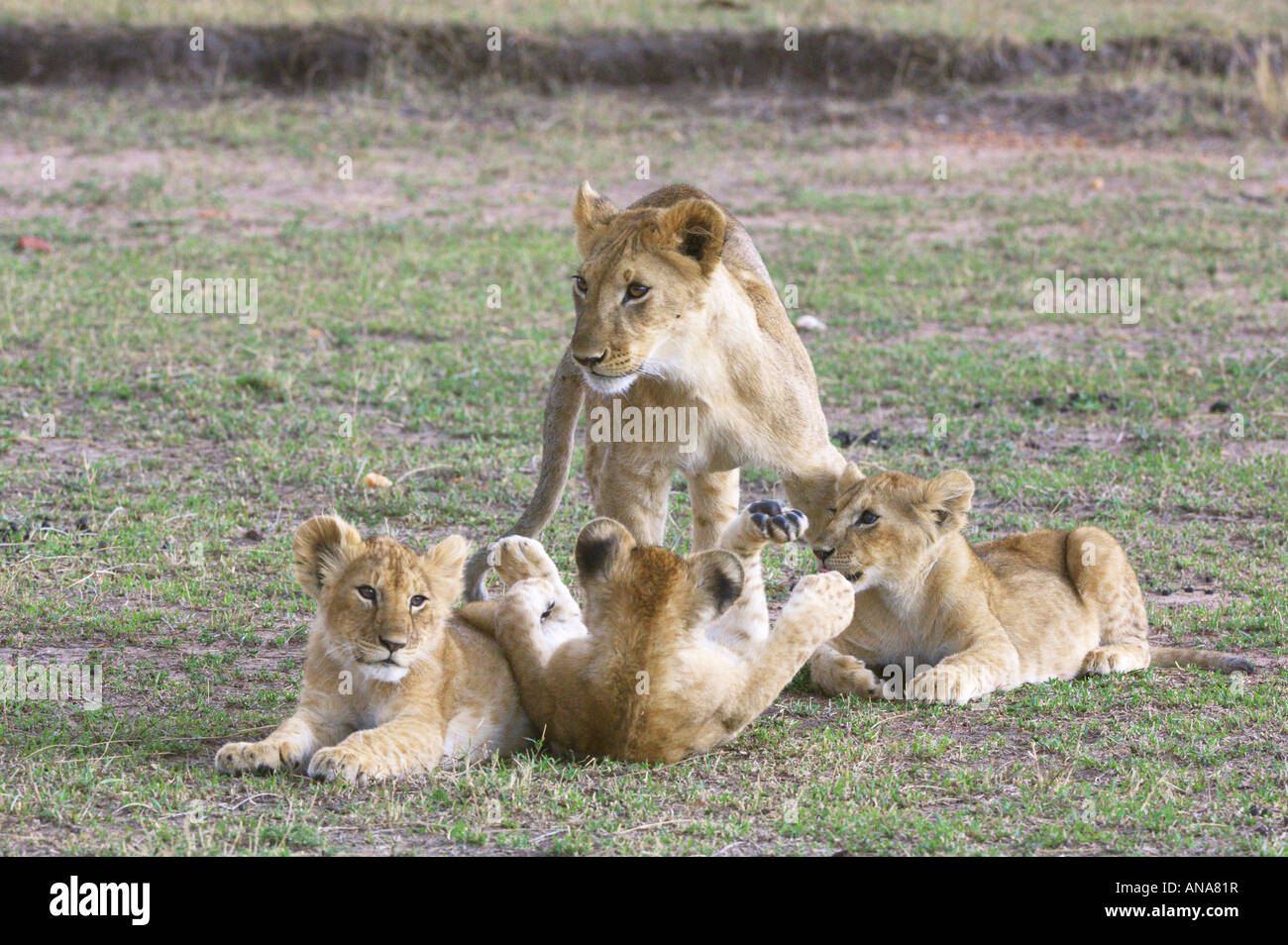 Lion cubs (Panthera leo) playing one lying on its back with legs up in ...