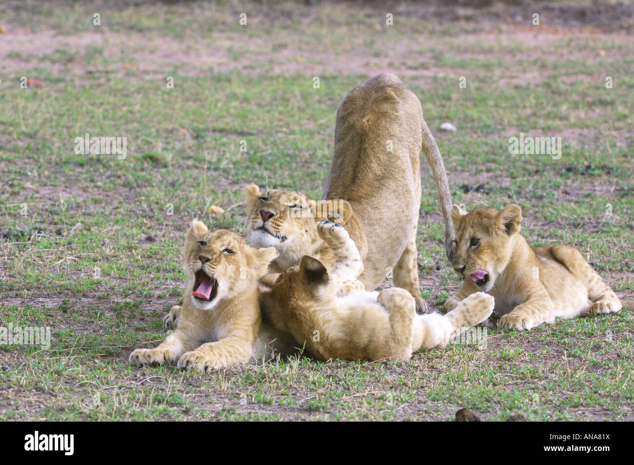 Lion cubs (Panthera leo) playing one lying on its back with legs up in ...