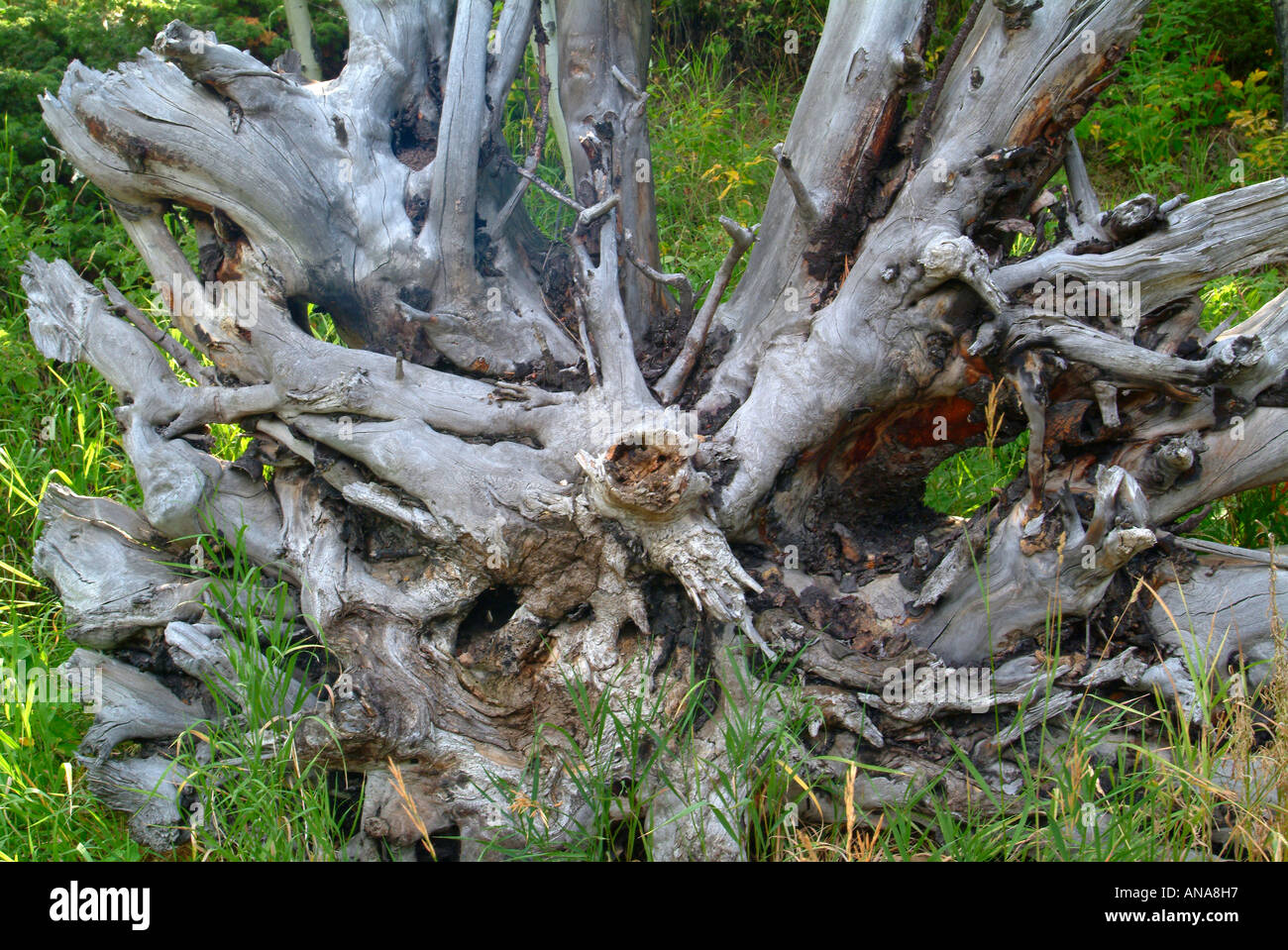Exposed tree roots river bank hi-res stock photography and images - Alamy