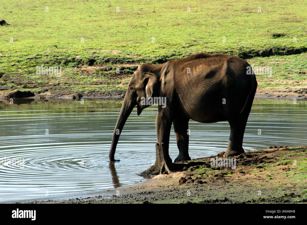 Mammals of kabini hi-res stock photography and images - Alamy