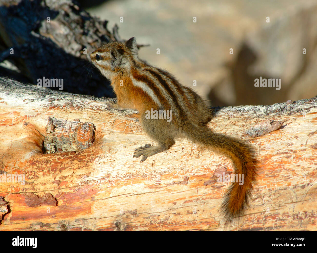 102 Iain Davidson Photographic High Resolution Stock Photography and ...