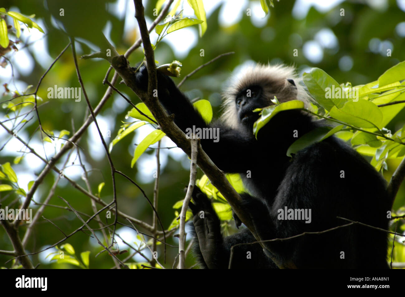Nilgiri langur trachypithecus johnii hi-res stock photography and ...