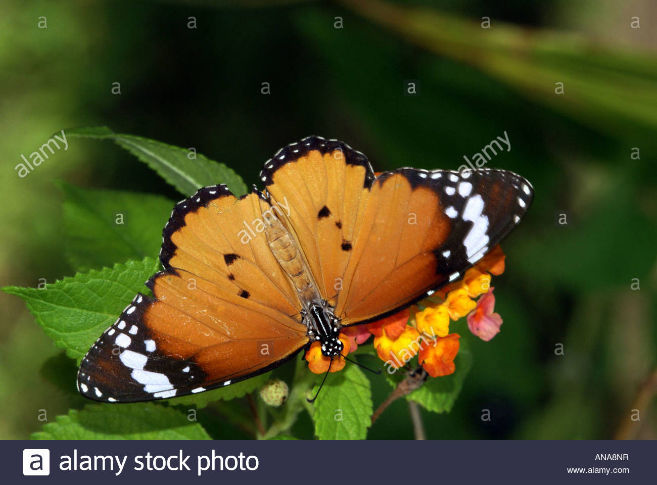 African Monarch High Resolution Stock Photography and Images - Alamy