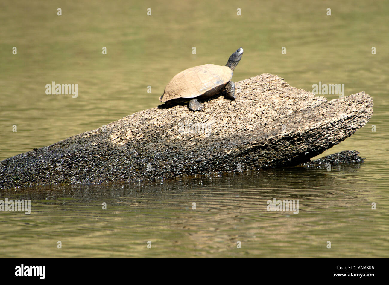 INDIAN POND TERRAPIN MELANOCHELLYS TRIJUGA, PERIYAR TIGER RESERVE ...