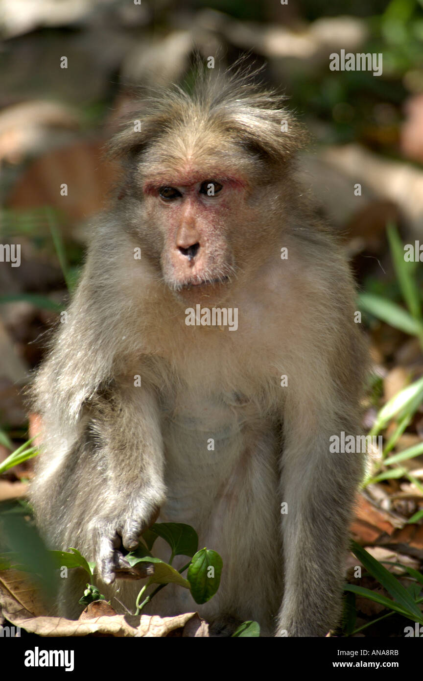 BONNET MACAQUE MACACA RADIATA, PERIYAR TIGER RESERVE, THEKKADY Stock ...