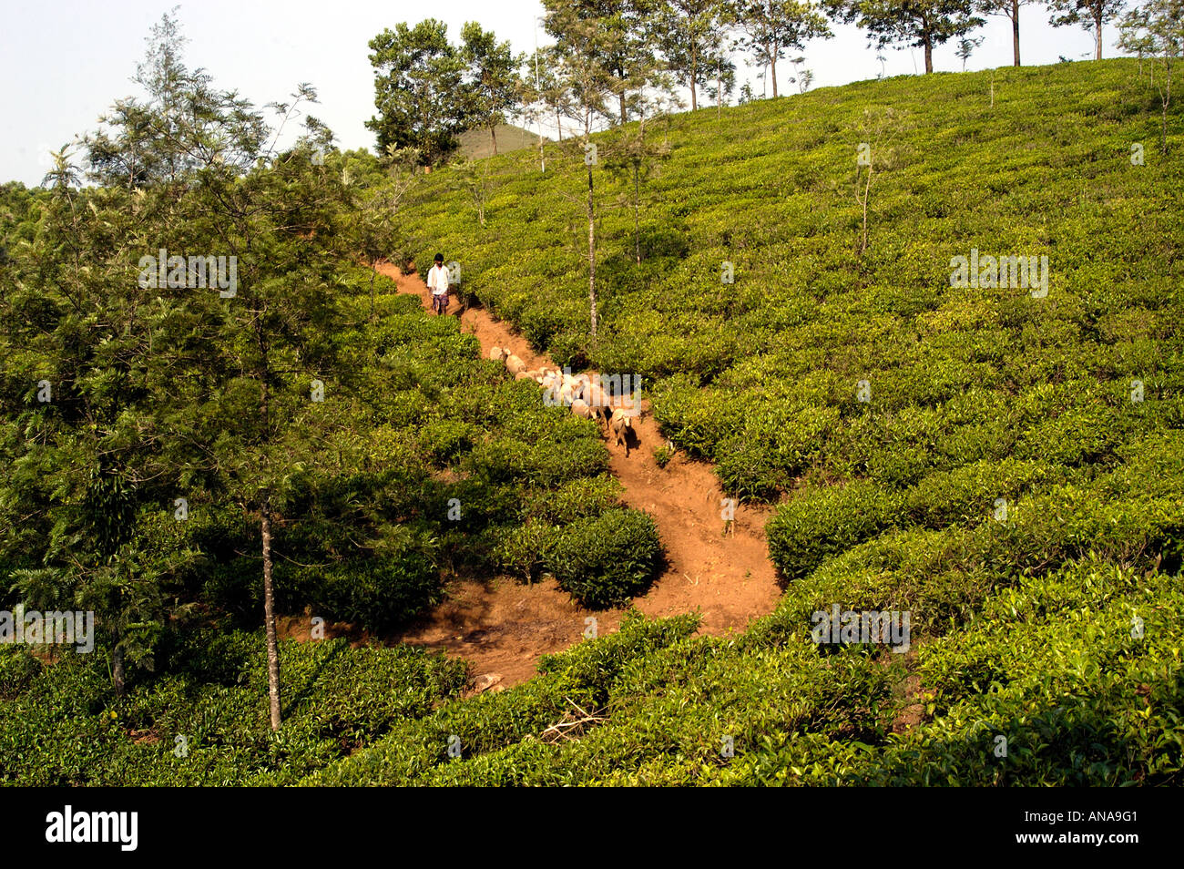 Tea plantation vagamon hi-res stock photography and images - Alamy