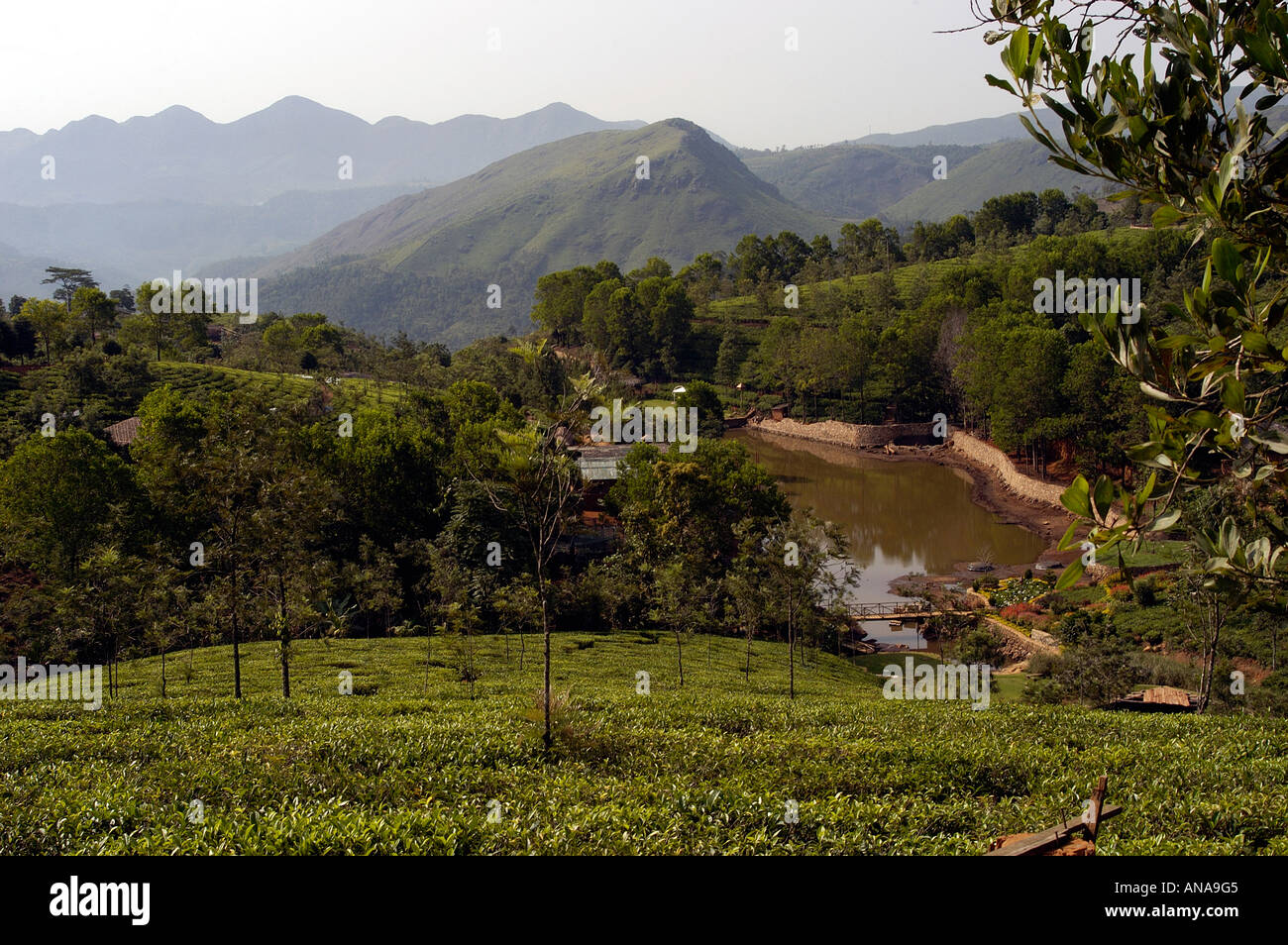 Tea plantation vagamon hi-res stock photography and images - Alamy