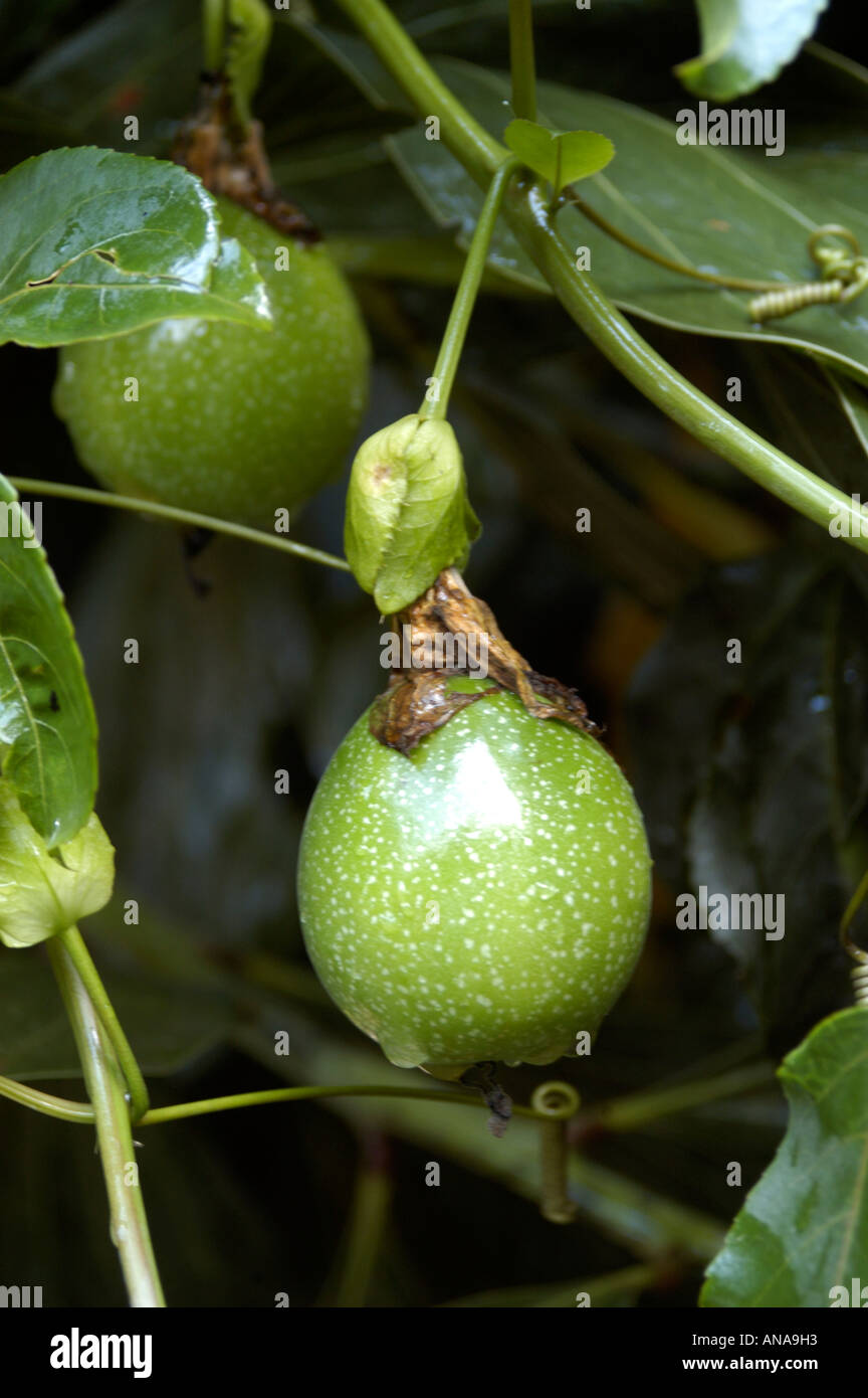 VEGETABLE FARMING VAGAMON RESORTS, IDUKKI DIST Stock Photo - Alamy