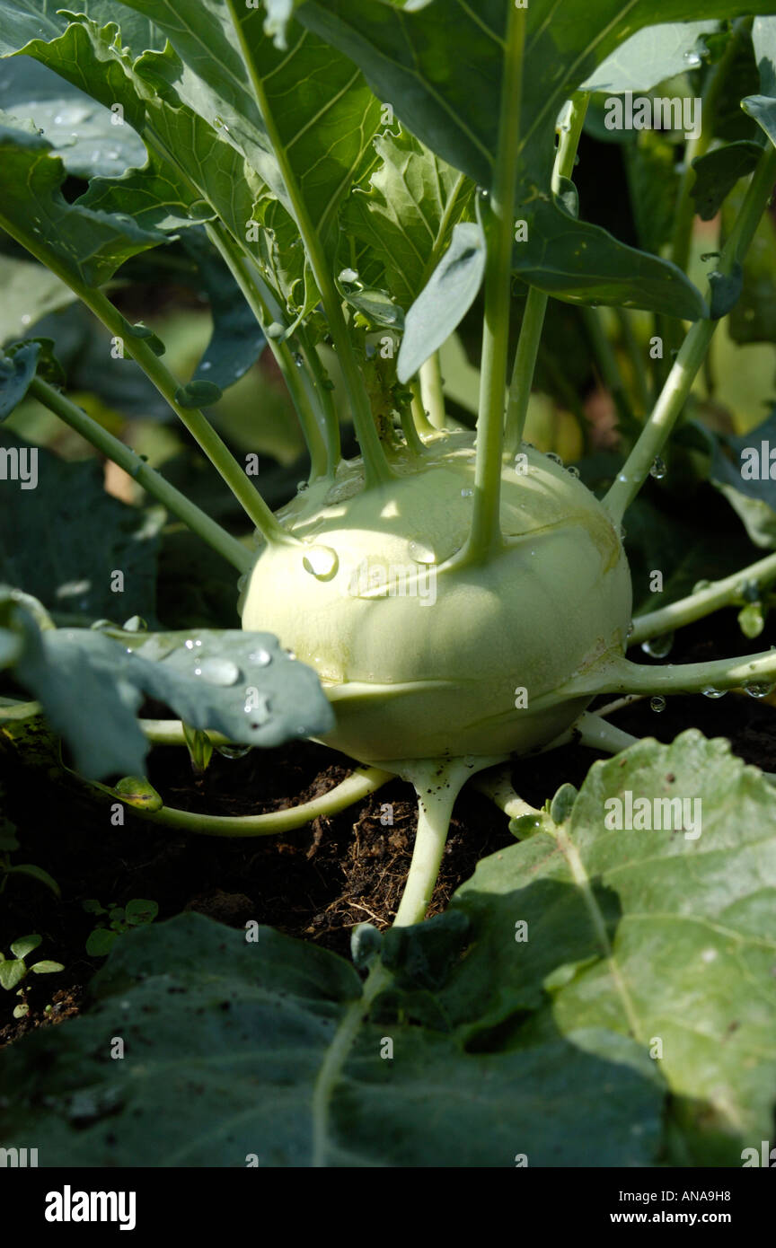 VEGETABLE FARMING VAGAMON RESORTS, IDUKKI DIST Stock Photo - Alamy