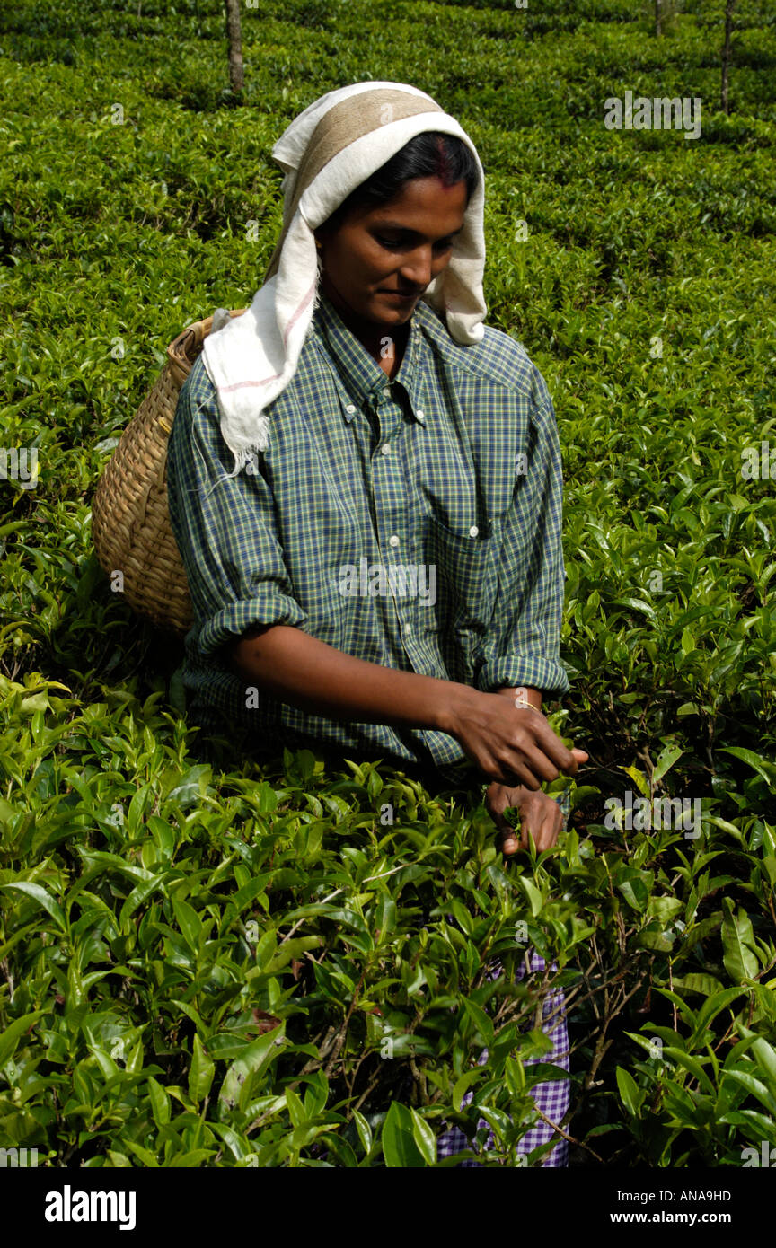 TEA PLUCKING, VAGAMON Stock Photo - Alamy