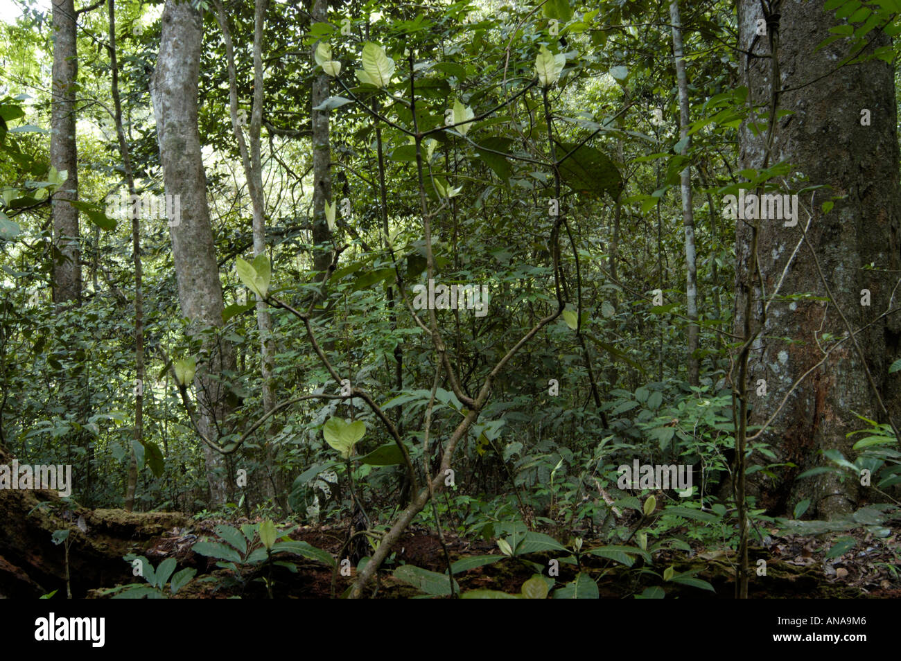 JUNGLE INTERIORS, PERIYAR TIGER RESERVE, THEKKADY Stock Photo - Alamy