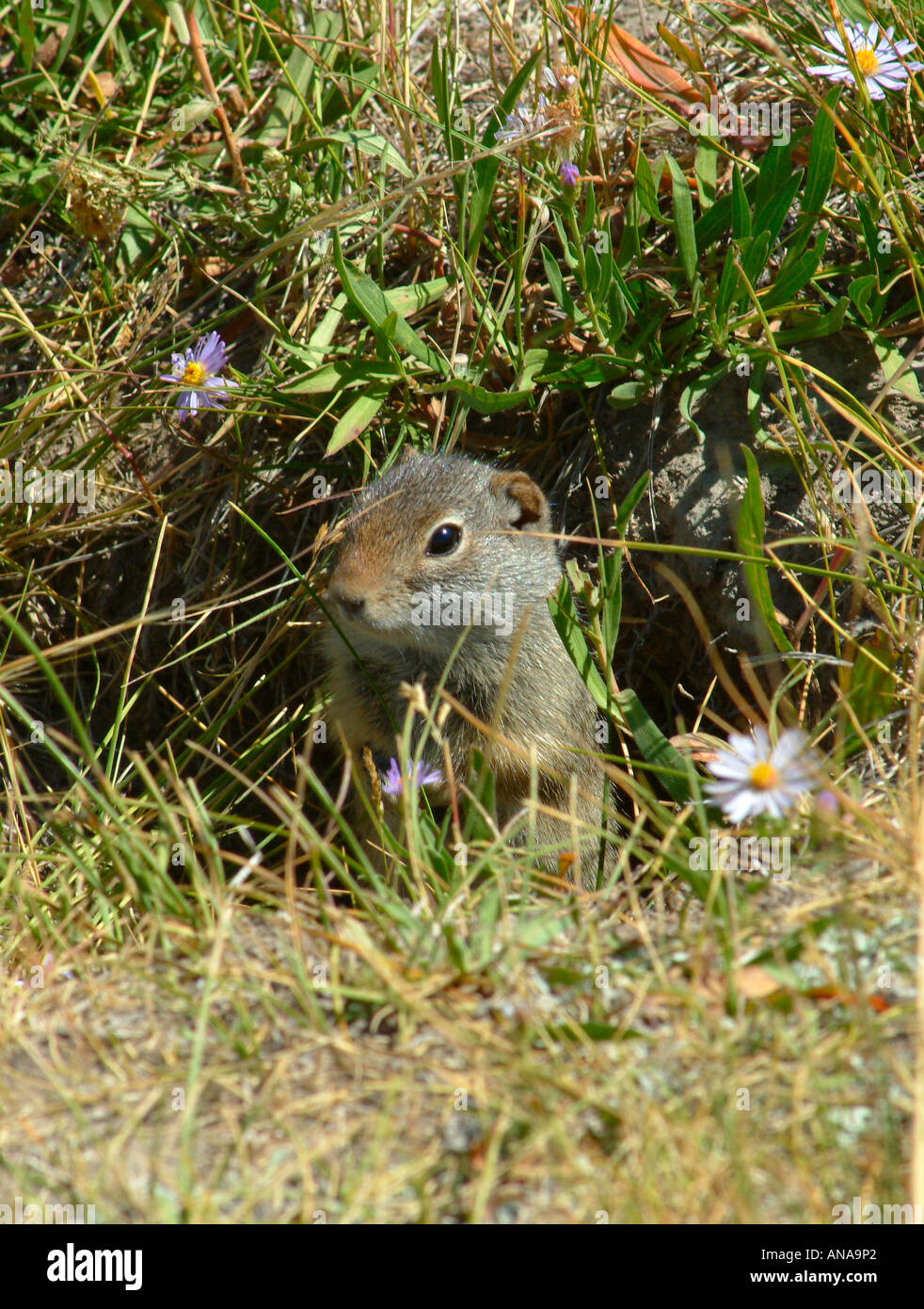 Ground squirrel hole hi-res stock photography and images - Alamy