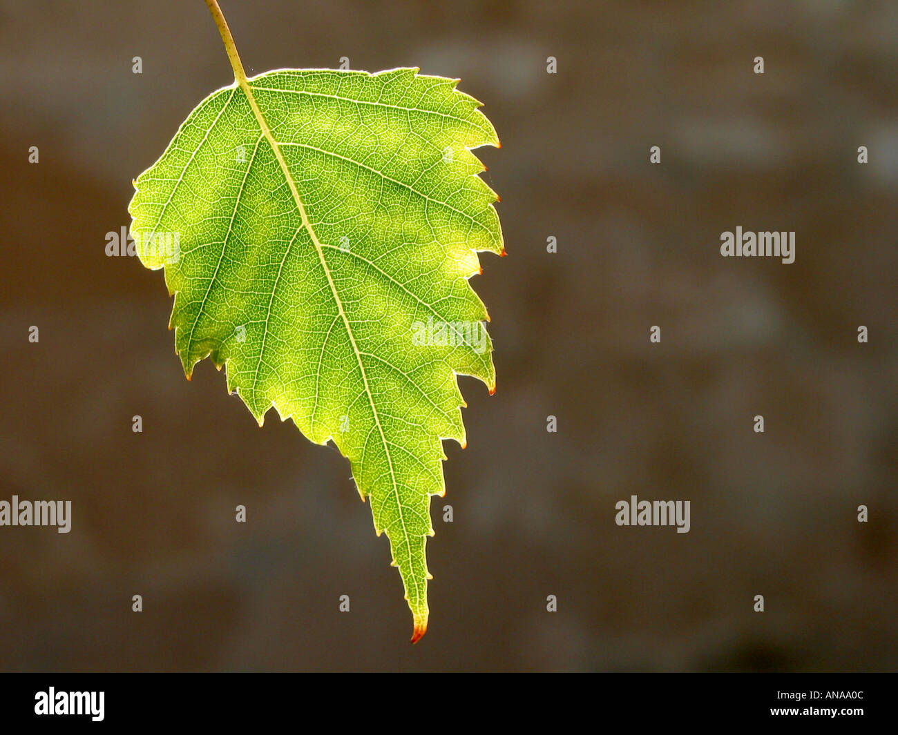 Leaf hanging from a tree Stock Photo - Alamy