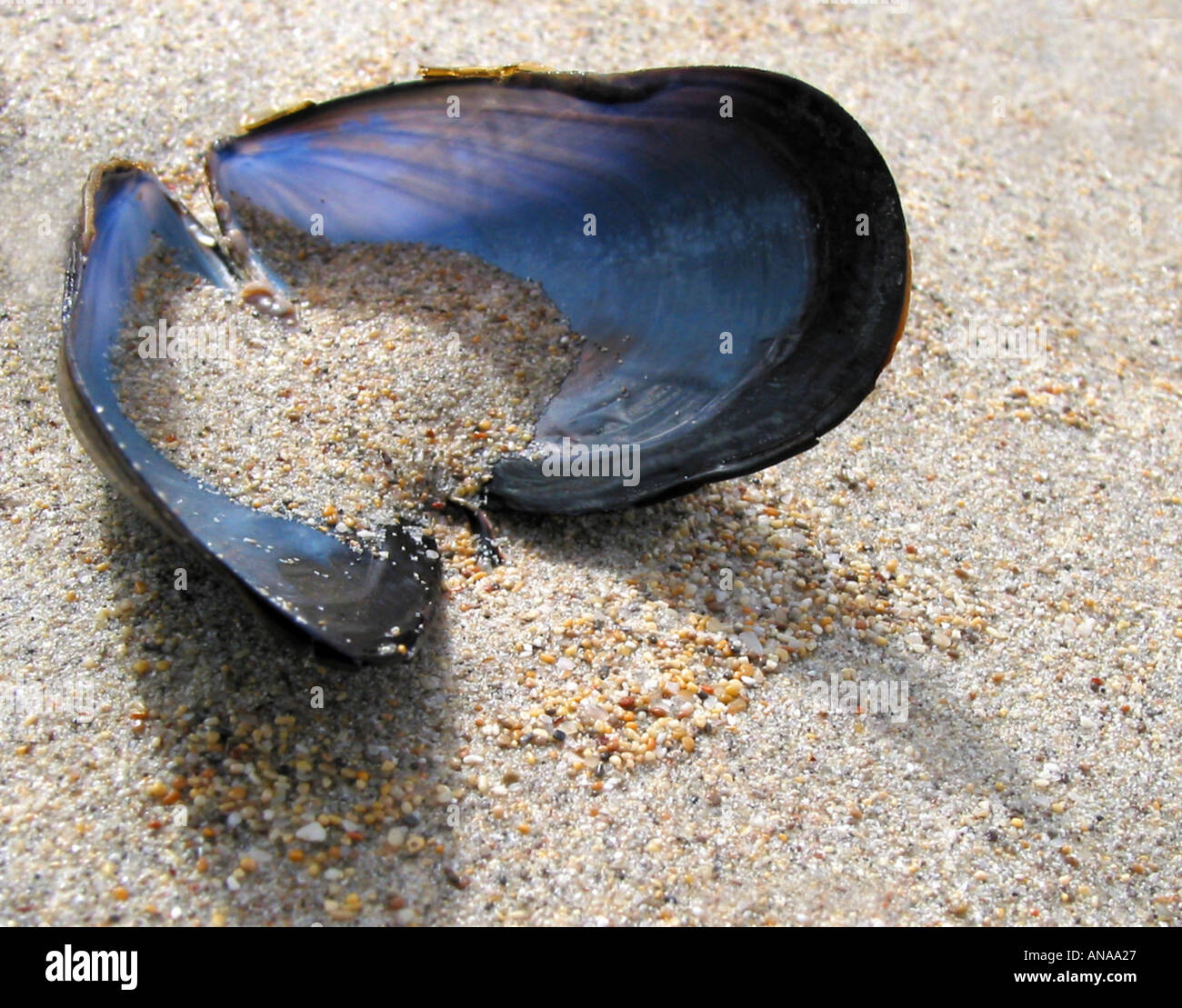Mussell shell on the beach Stock Photo - Alamy