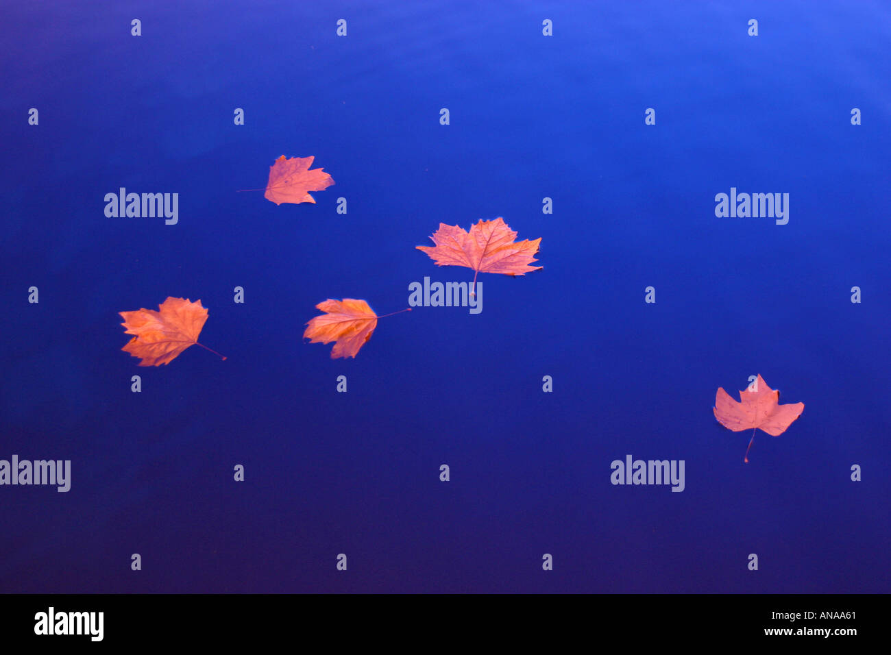 Leaves floating on water Stock Photo - Alamy