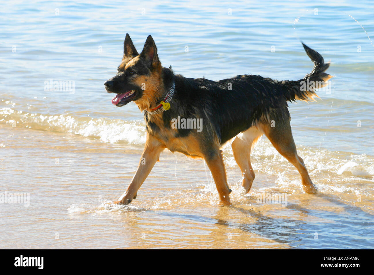 German Sherpard dog Stock Photo - Alamy