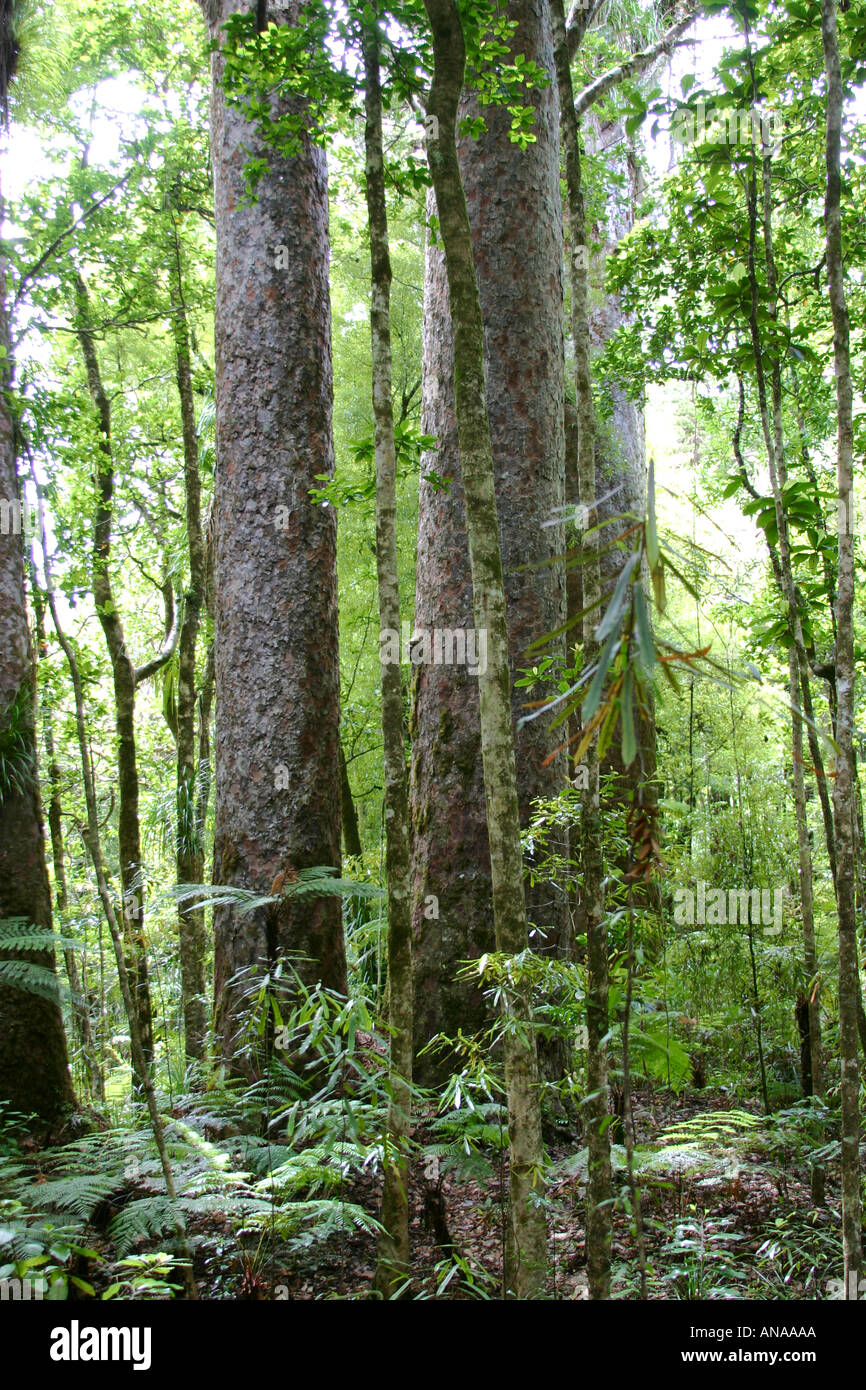 The Four Sisters four tall kauri trees in close proximity New Zealand ...