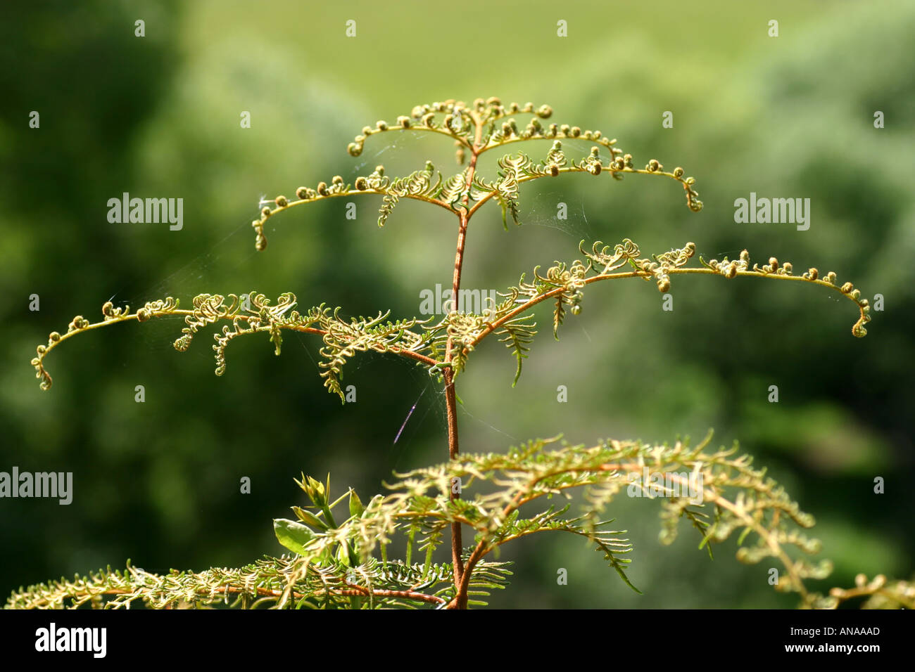Bracken fern new zealand hi-res stock photography and images - Alamy