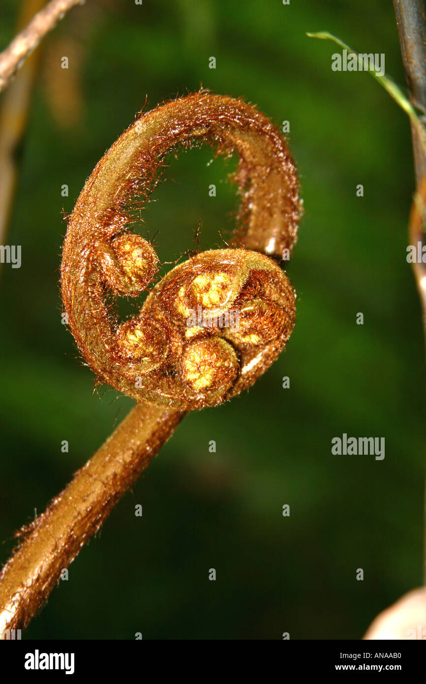 New Zealand silver fern koru Maori symbol of renewing life Stock Photo ...