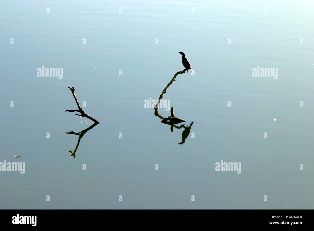 black shag resting on branch Lake Tutira North Island New Zealand Stock ...