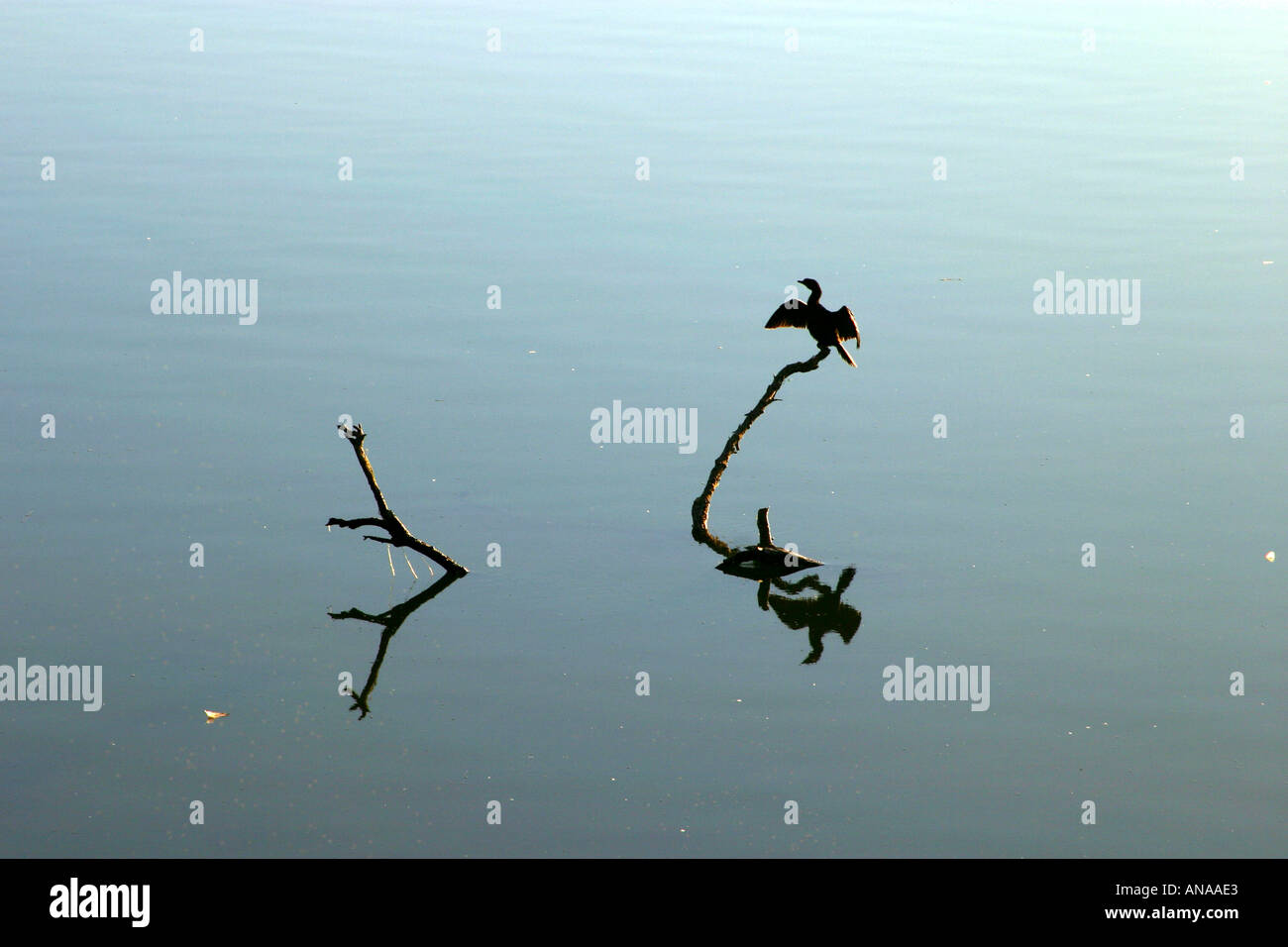 black shag resting on branch drying his wings Lake Tutira North Island ...