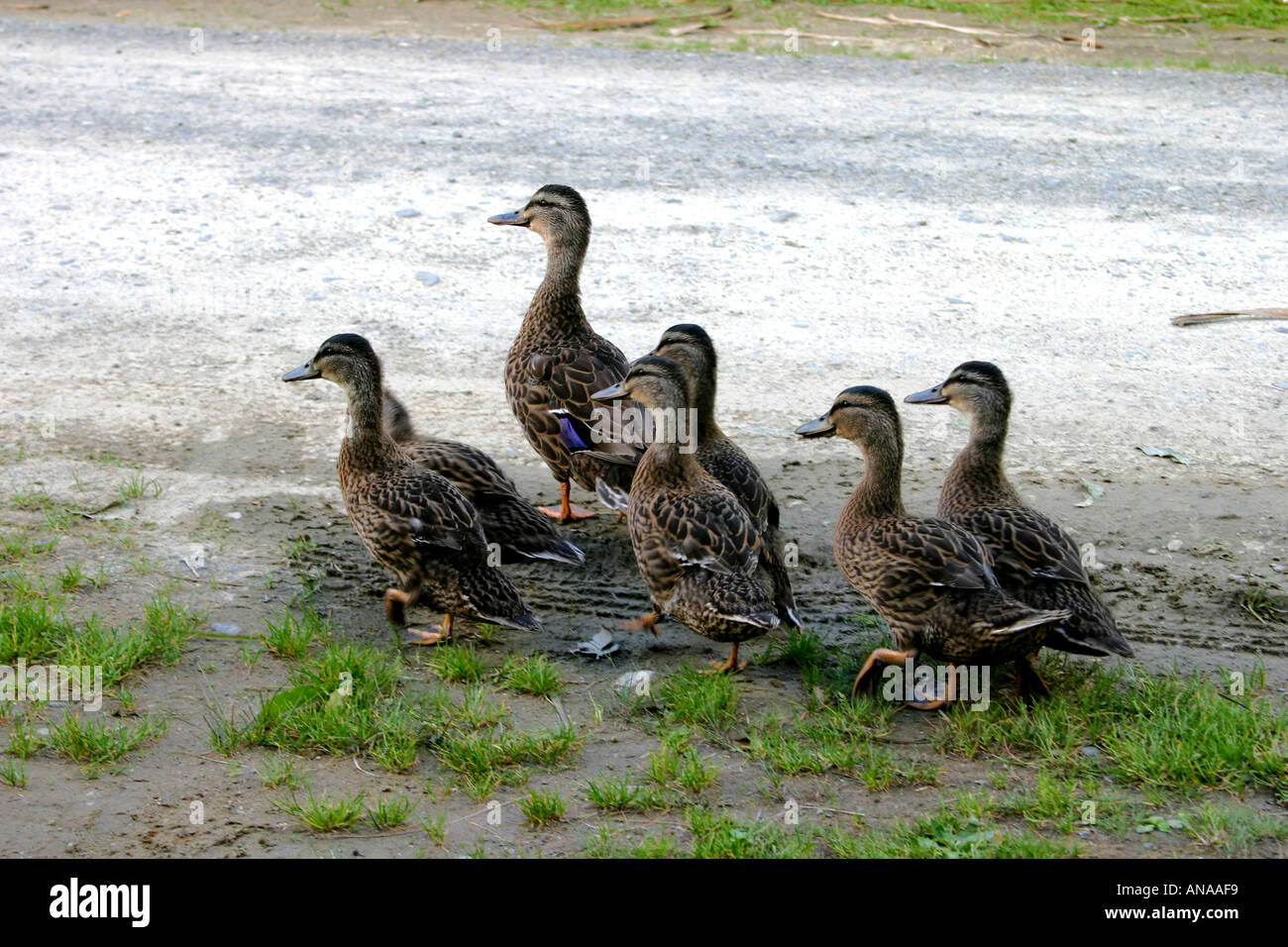Nonchalantly Walking
