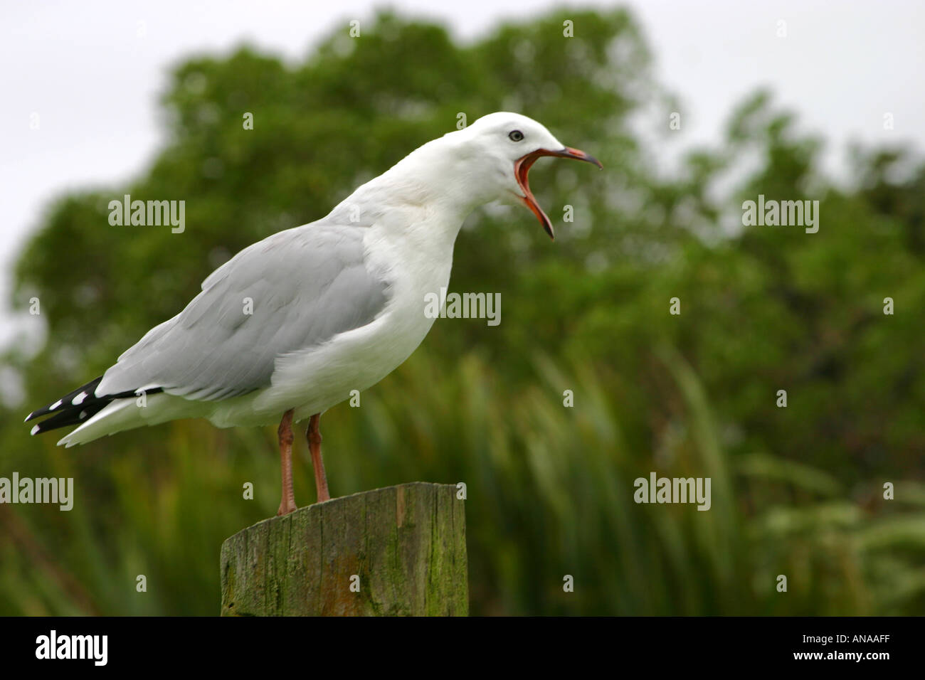 Redbilled gulls hi-res stock photography and images - Alamy