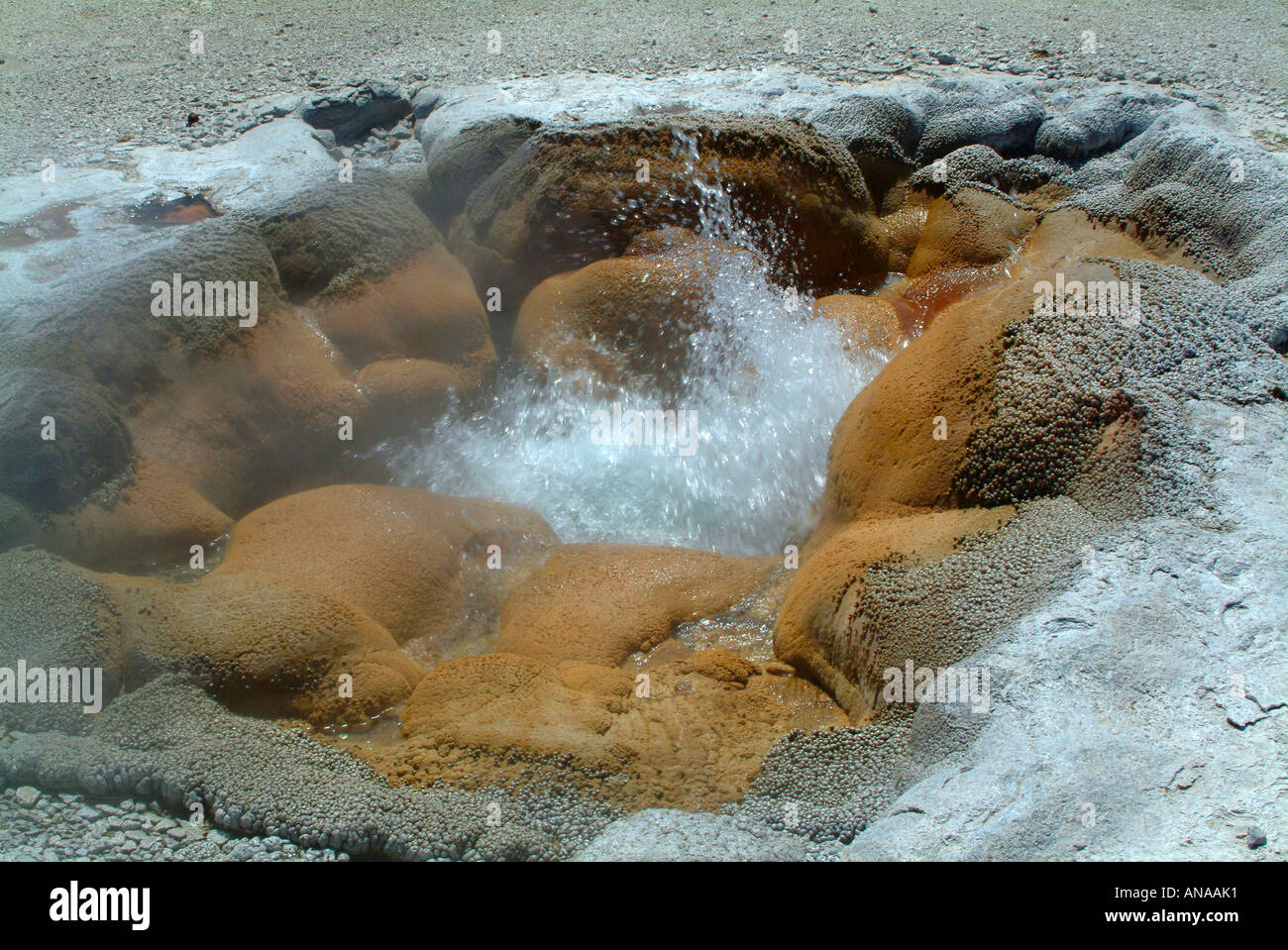 Boiling Water Erupts at The Shell Spring at Upper Geyser Basin in ...