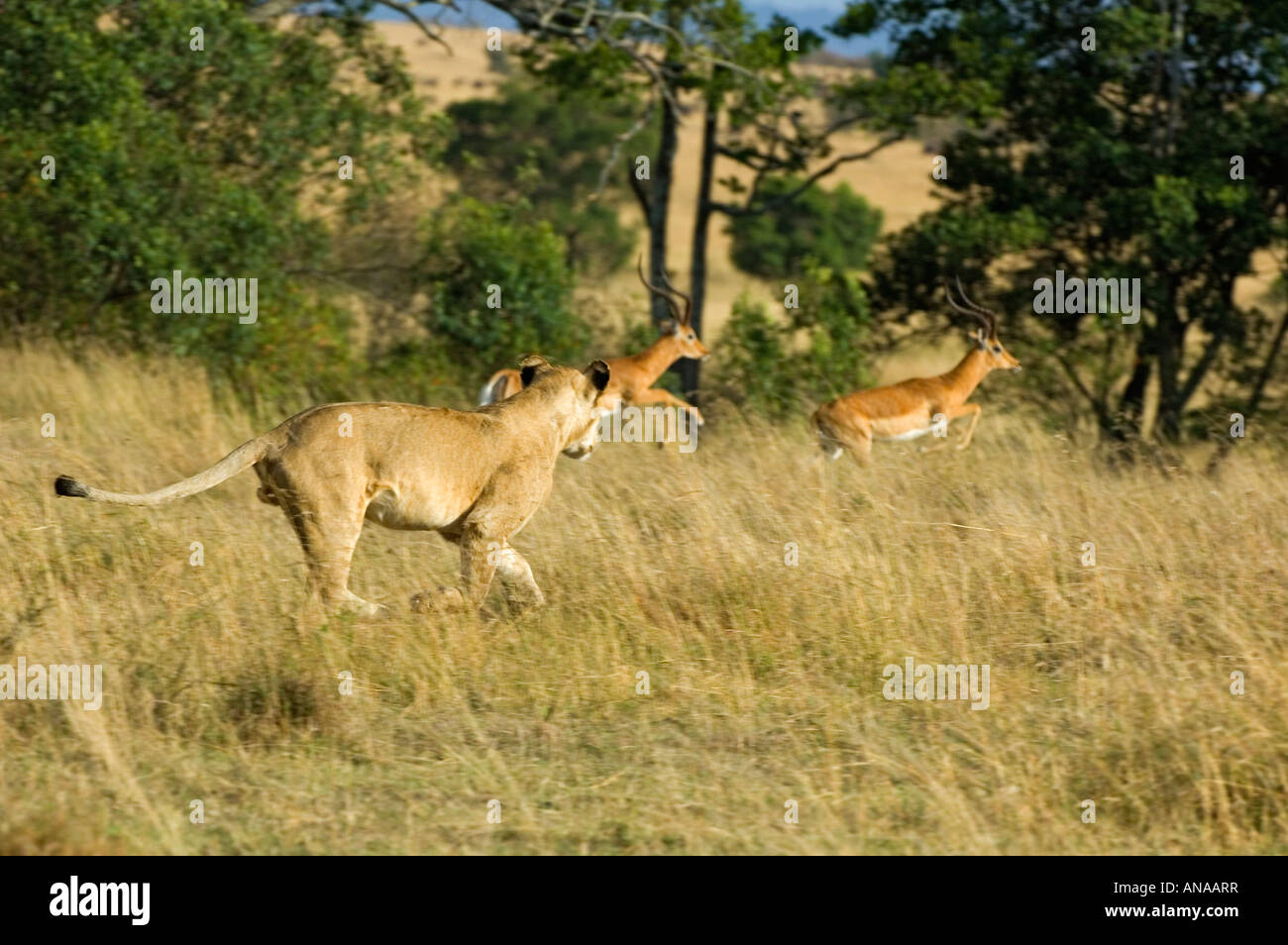 Lion Chasing Stock Photos & Lion Chasing Stock Images - Alamy