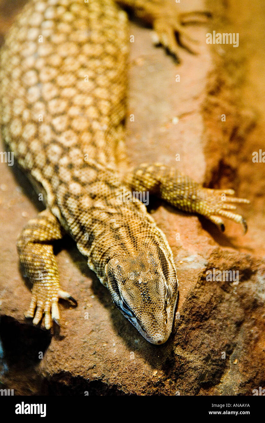 Spiny Tailed Goanna lizard Voranus arcanthurus Stock Photo - Alamy