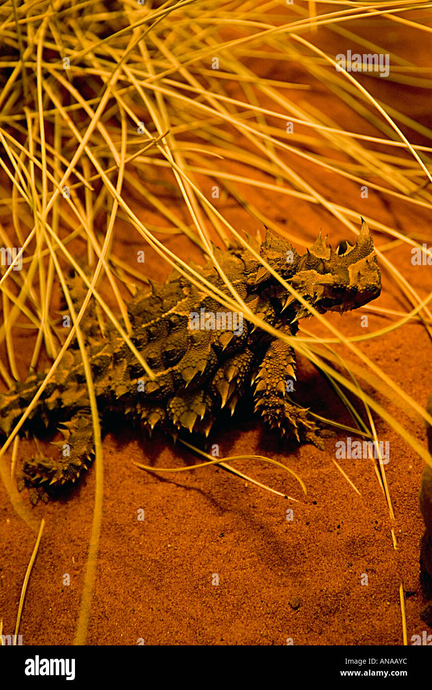 Australian Thorny Devil Moloch horridus lizard Stock Photo - Alamy