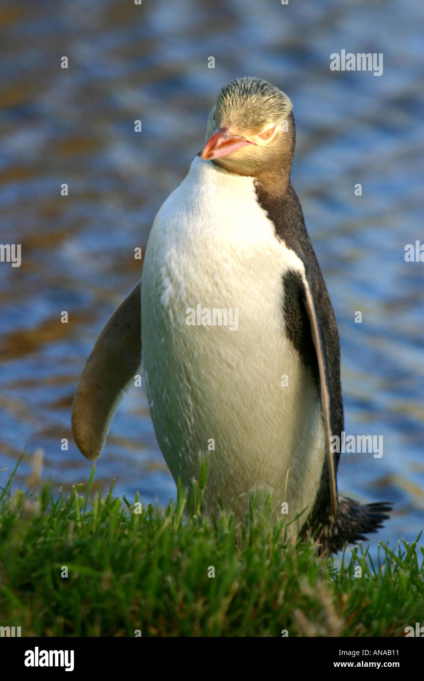 Yellow eyed penguin second rarest penguin of the world New Zealand ...