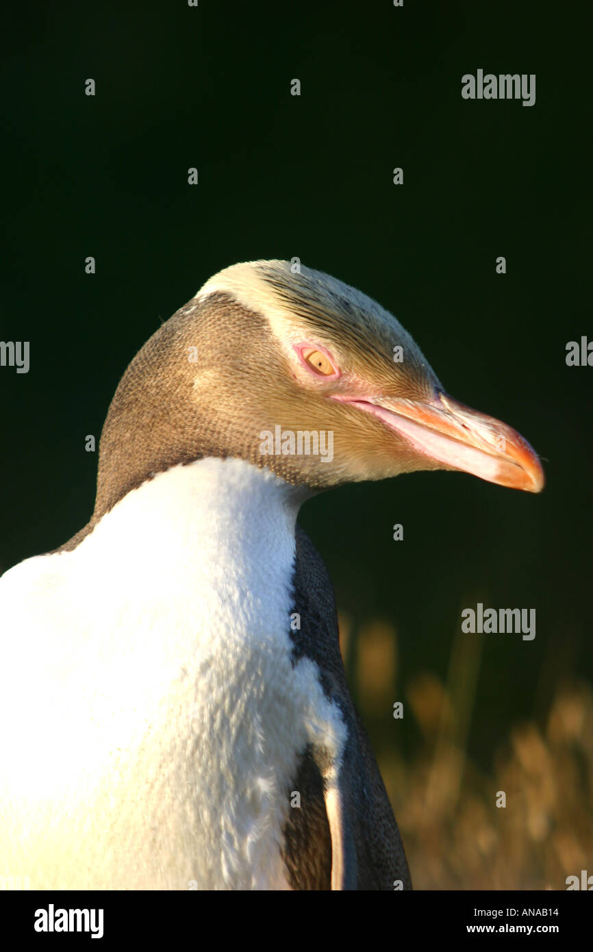 Yellow eyed penguin second rarest penguin of the world New Zealand ...