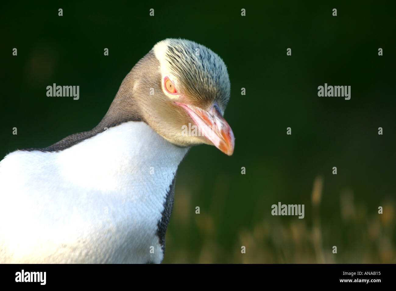Worlds rarest penguin species hi-res stock photography and images - Alamy