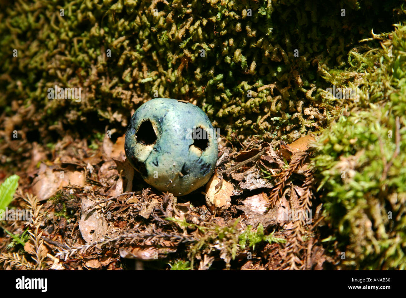 Skull mushroom hi-res stock photography and images - Alamy
