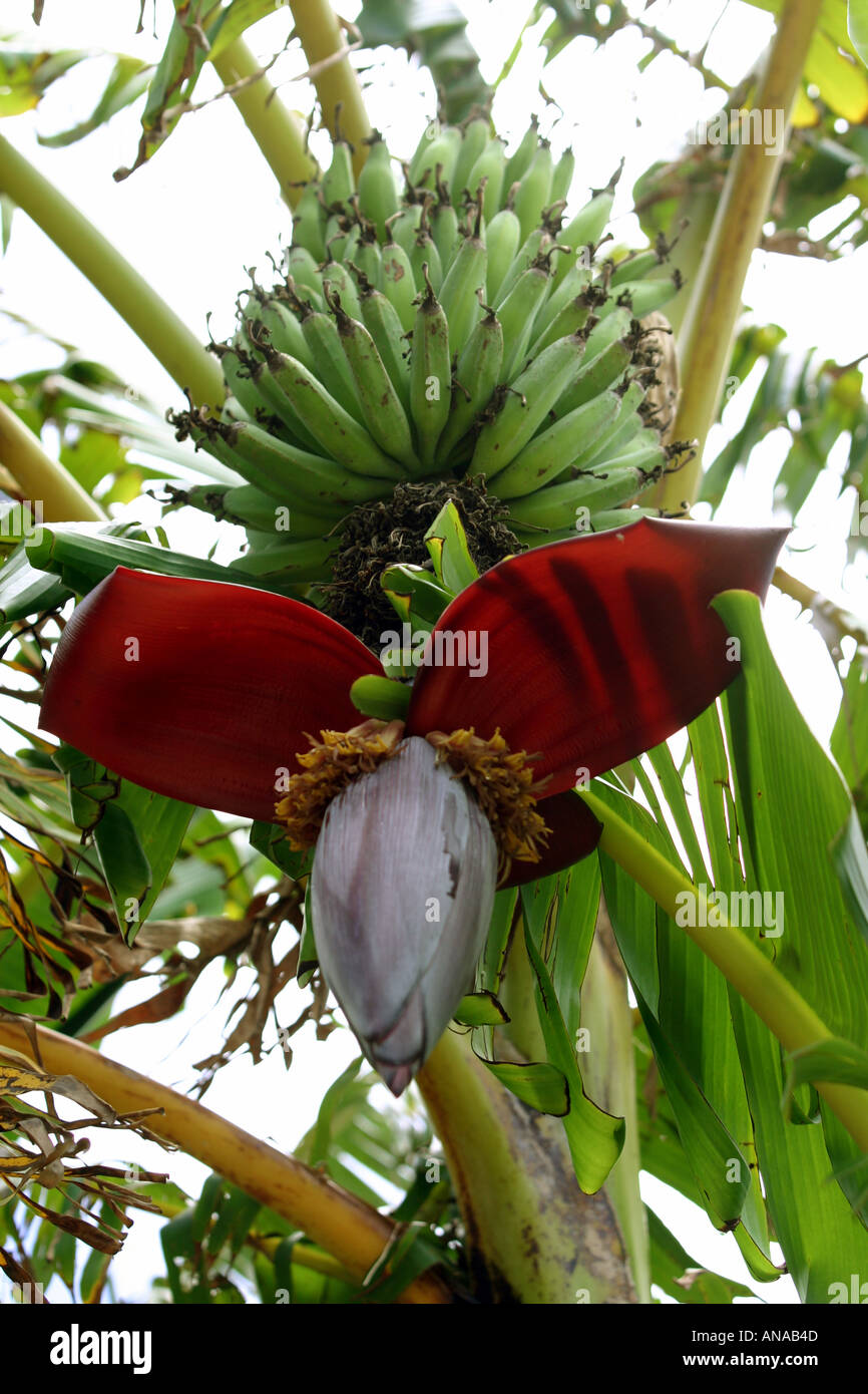 Banana plant with flower and fruit musa musaceae New Zealand North ...