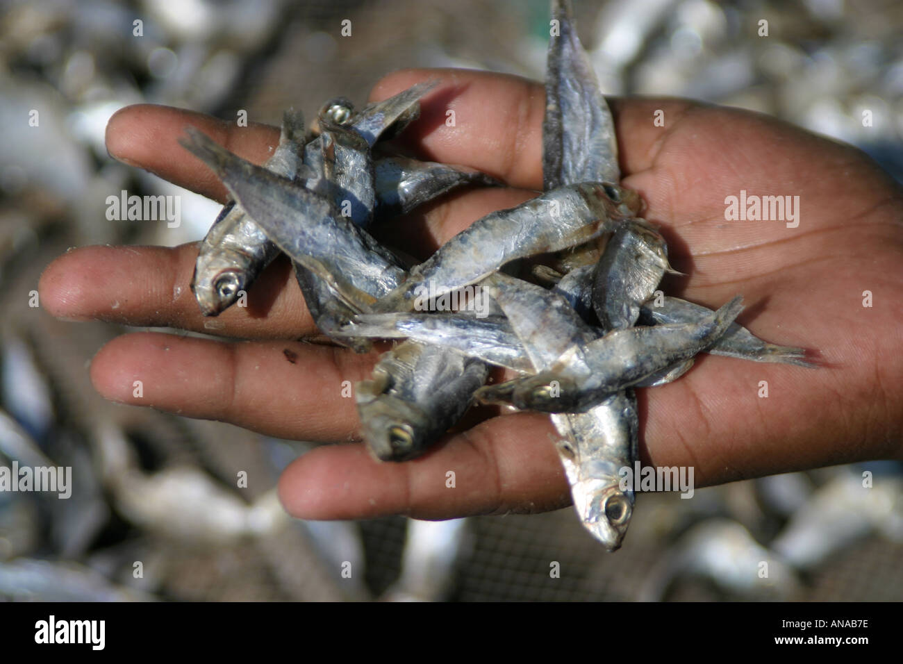 Bangladesh food tour hi-res stock photography and images - Alamy