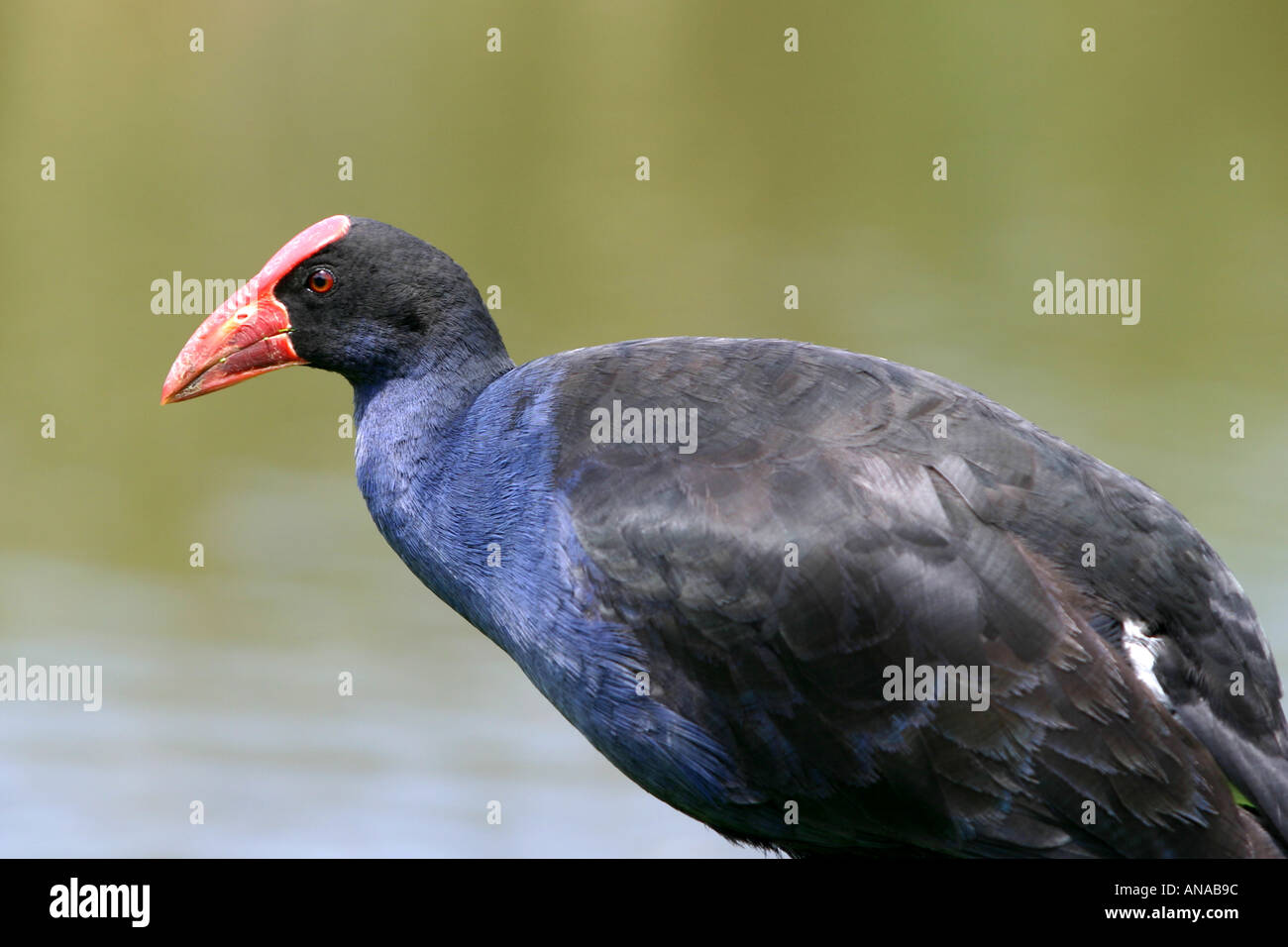 Pukeko Porphyrio melanotus New Zealand Stock Photo - Alamy