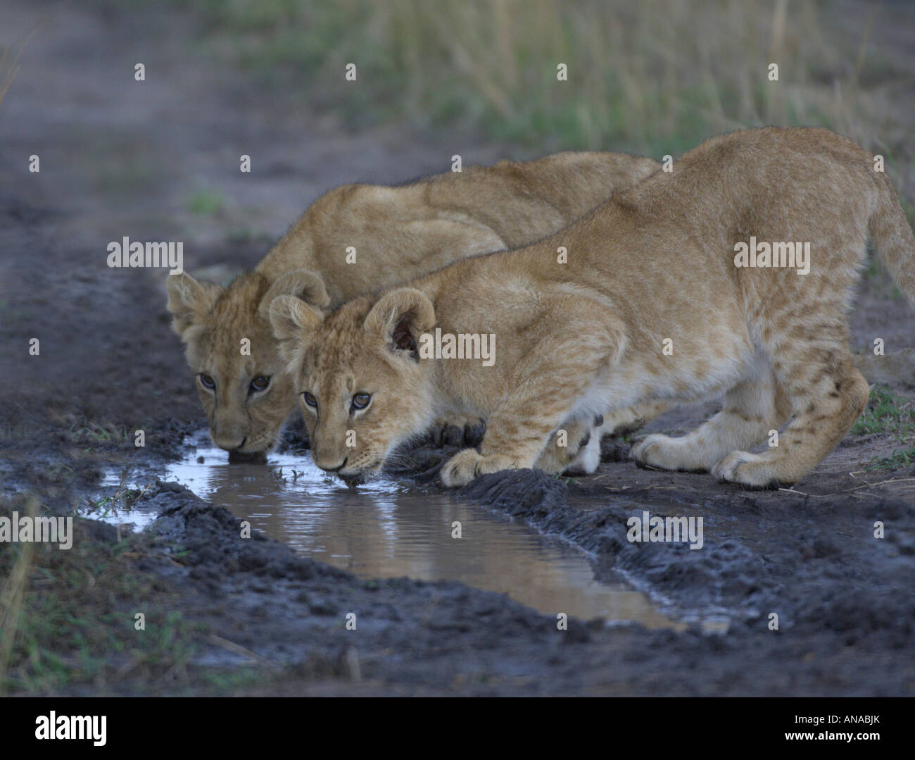 Two lion cubs drinking water from a rain-filled puddle Stock Photo - Alamy