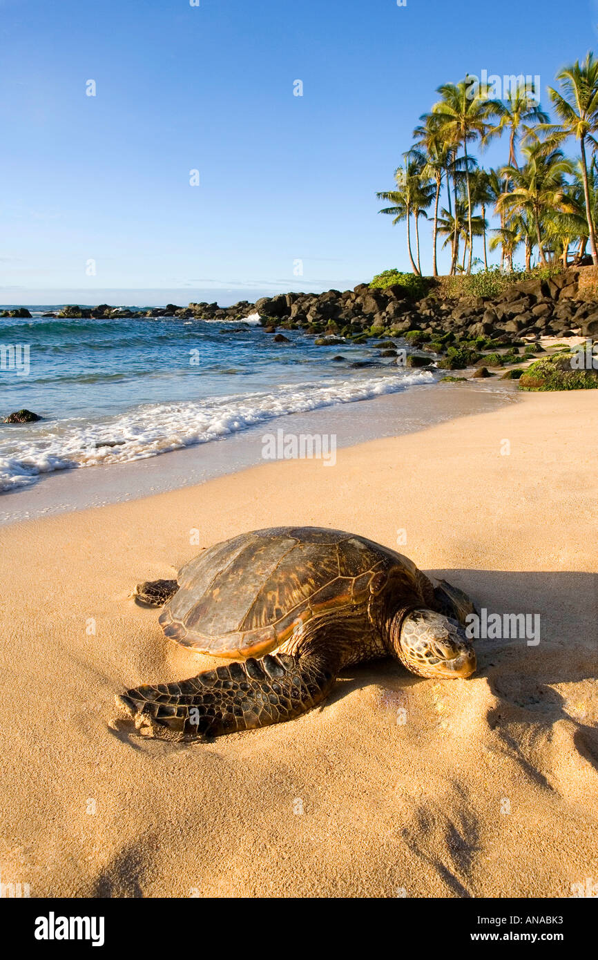 Hawaiian Green Sea Turtle Stock Photo - Alamy