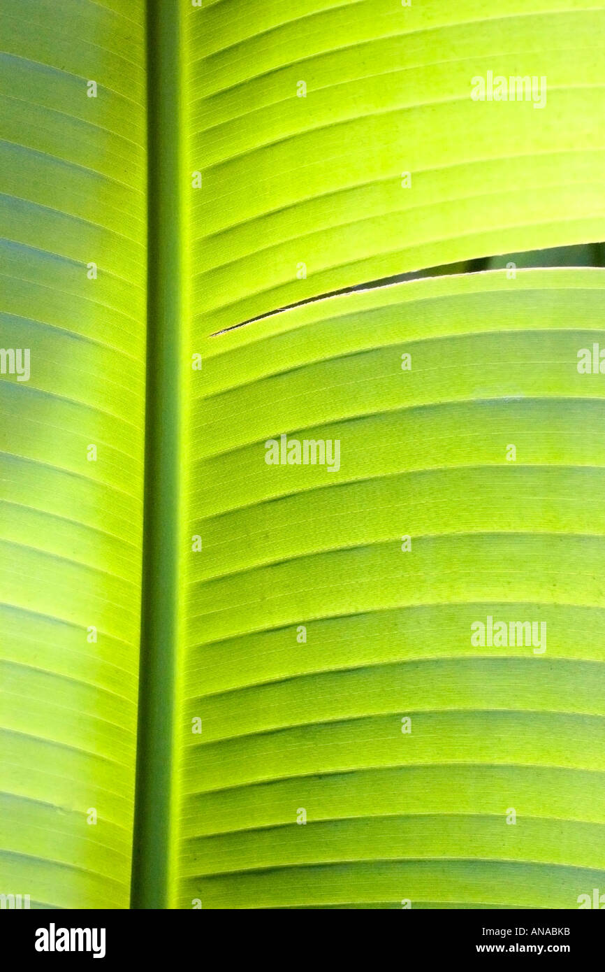 Leaf pattern patterns hi-res stock photography and images - Alamy