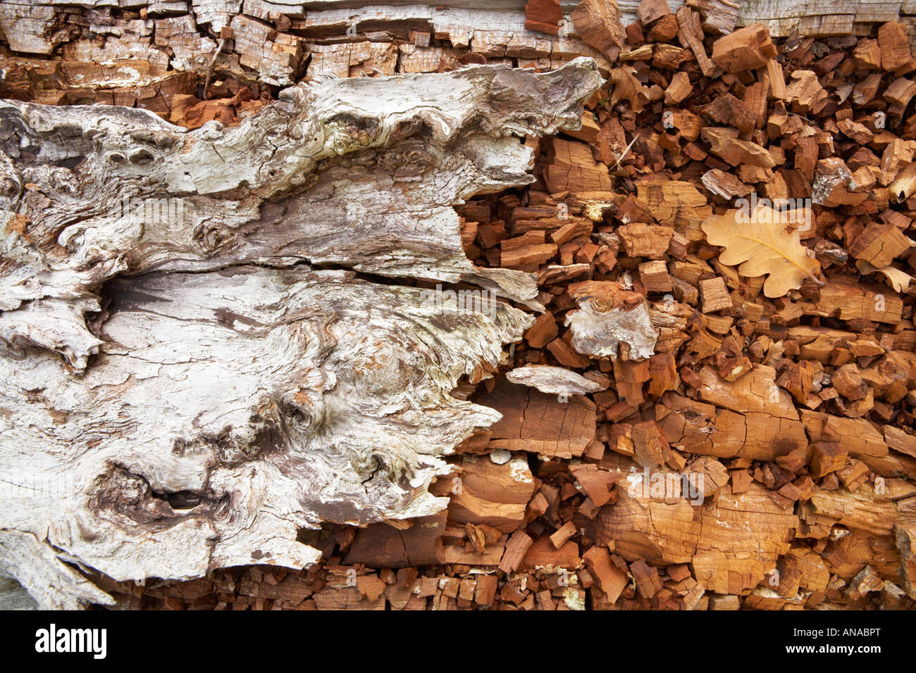 Microhabitat hi-res stock photography and images - Alamy